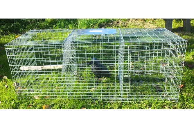 Side Entry Larsen Trap | Game & Poultry Trap | Jolly Gamekeeper – The ...